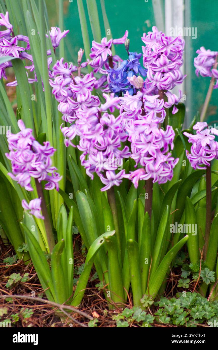 Hyacinthus non scripta hi-res stock photography and images - Alamy