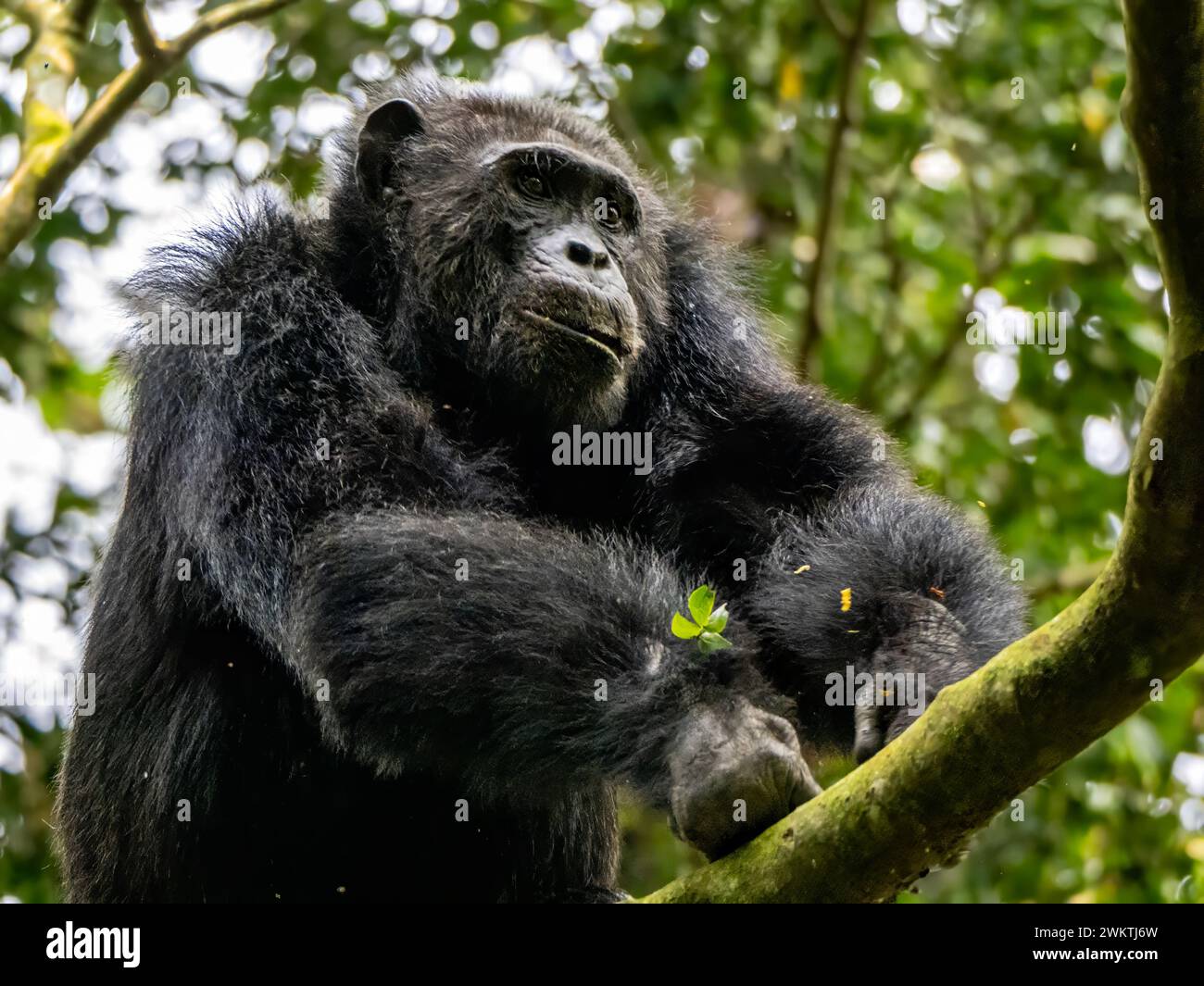 Chimpanzee in the Kyambura Gorge, in the eastern part of Queen ...