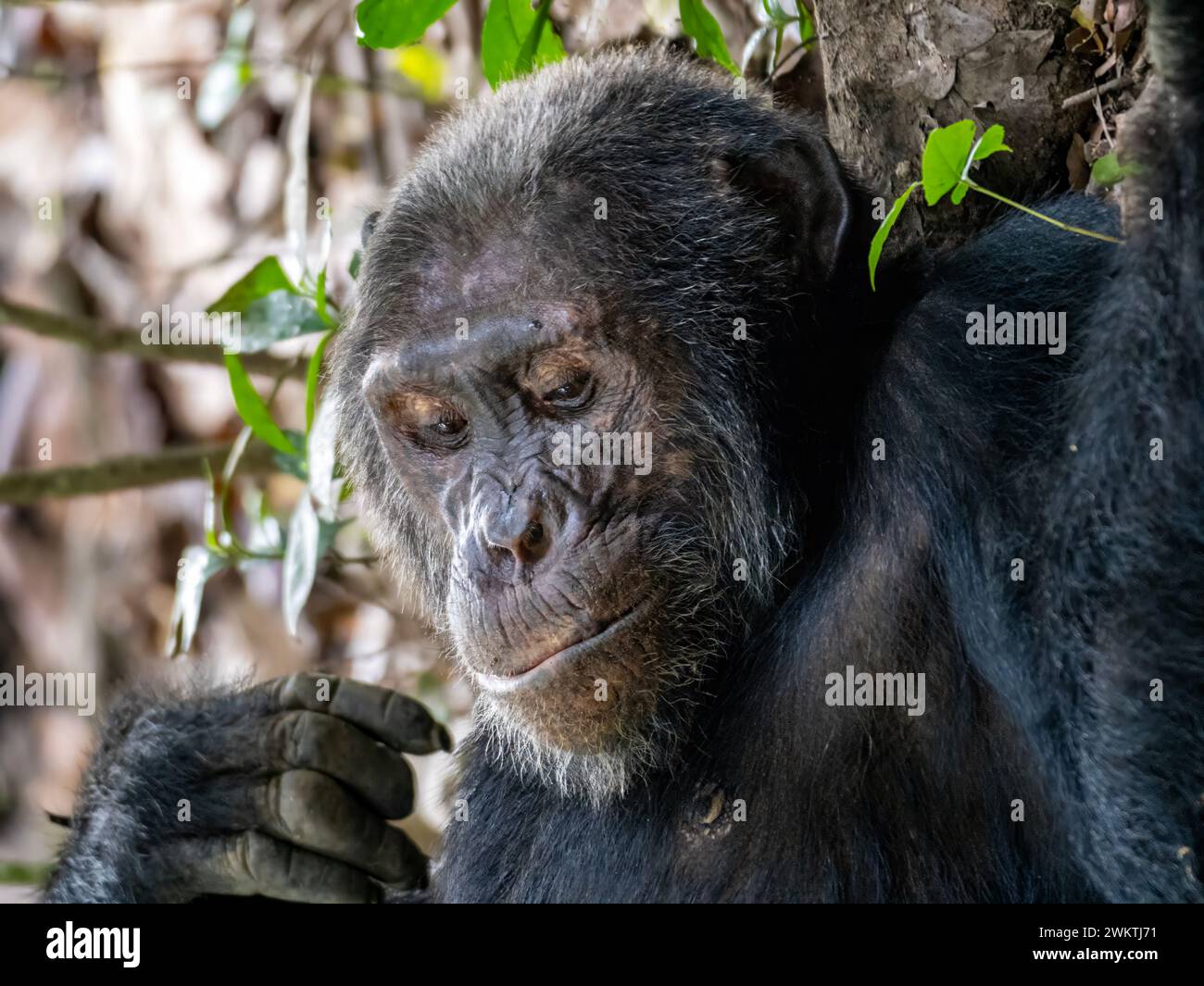 Chimpanzee in the Kyambura Gorge, in the eastern part of Queen ...