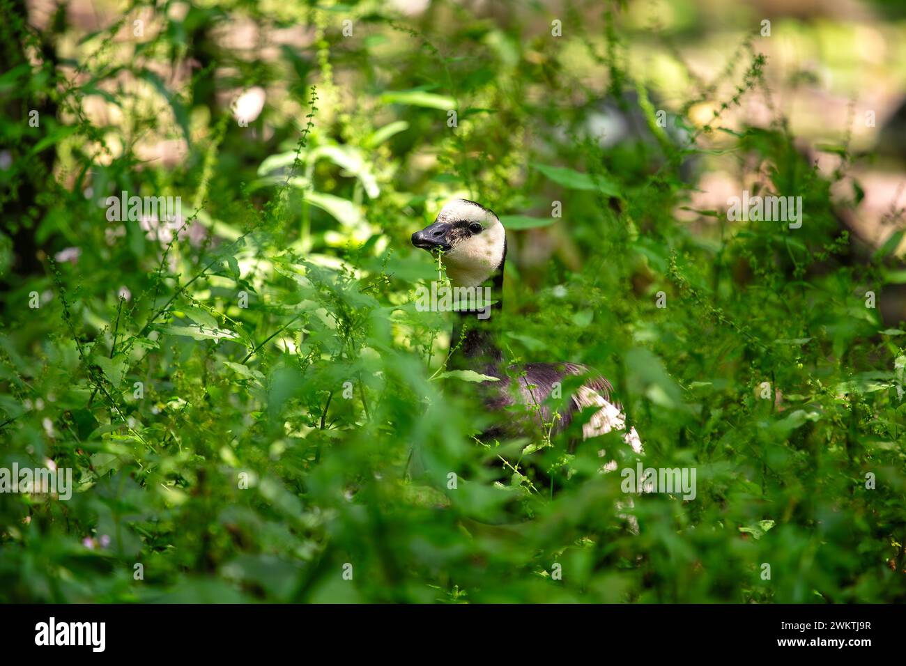Barnacle Goose thrives in Northern European wetlands, its striking ...