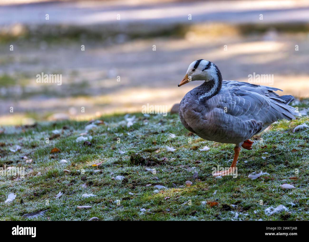 Bar-headed Goose navigates Central Asian wetlands with grace ...