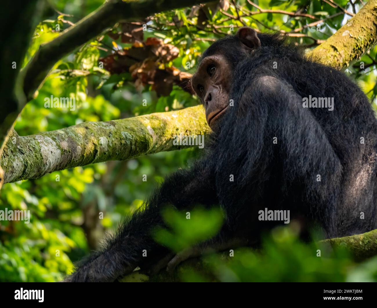 Chimpanzee in the Kyambura Gorge, in the eastern part of Queen ...