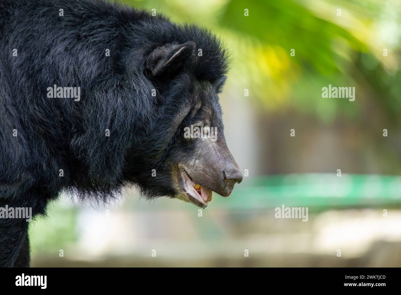 American Black Bear roams the forests of North America, symbolizing the ...
