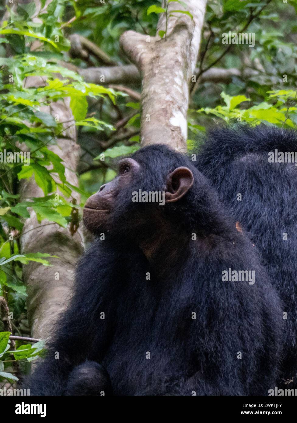 Chimpanzee in the Kyambura Gorge, in the eastern part of Queen ...