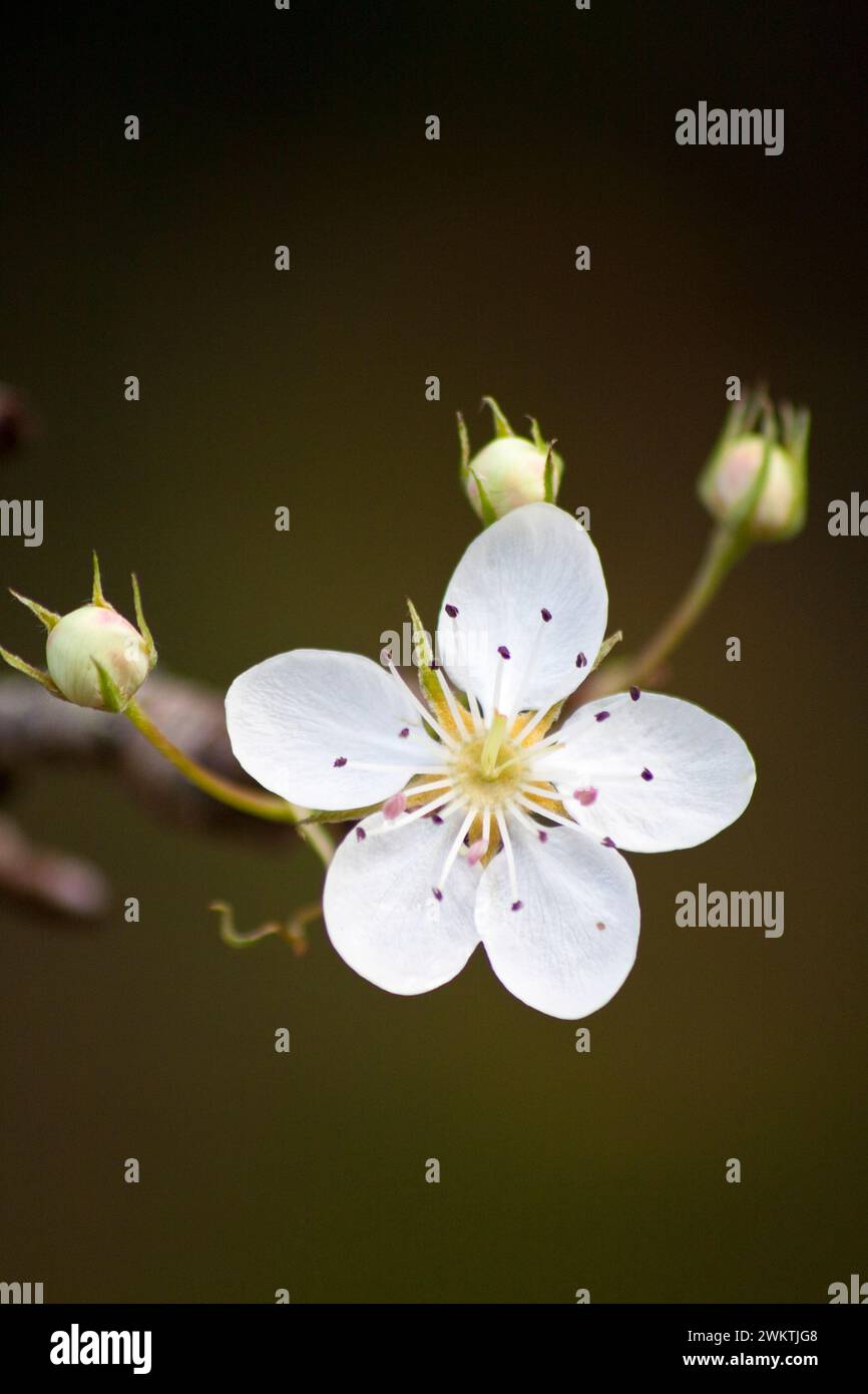 Pear blossom flower heads hi-res stock photography and images - Alamy