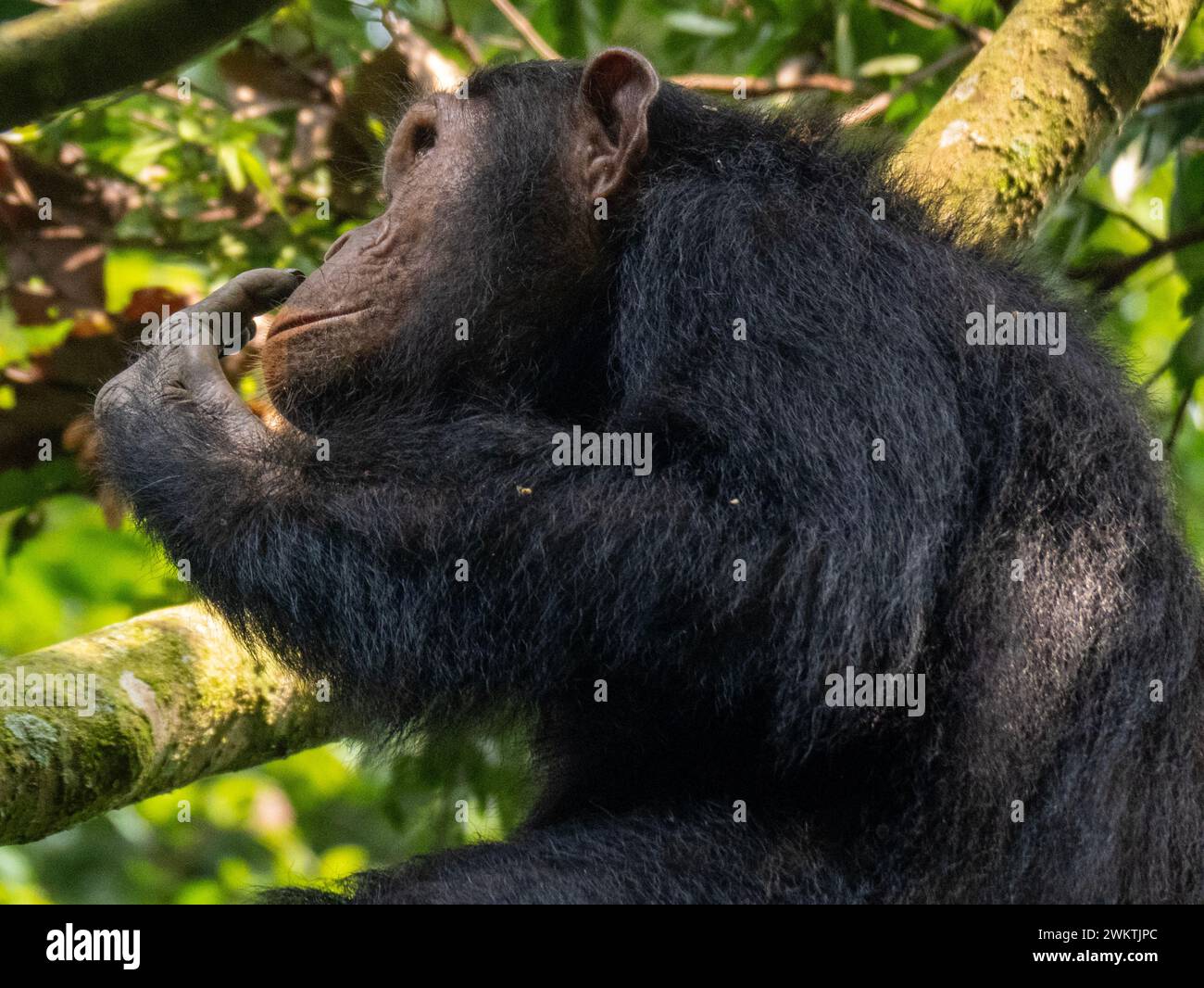 Chimpanzee in the Kyambura Gorge, in the eastern part of Queen ...