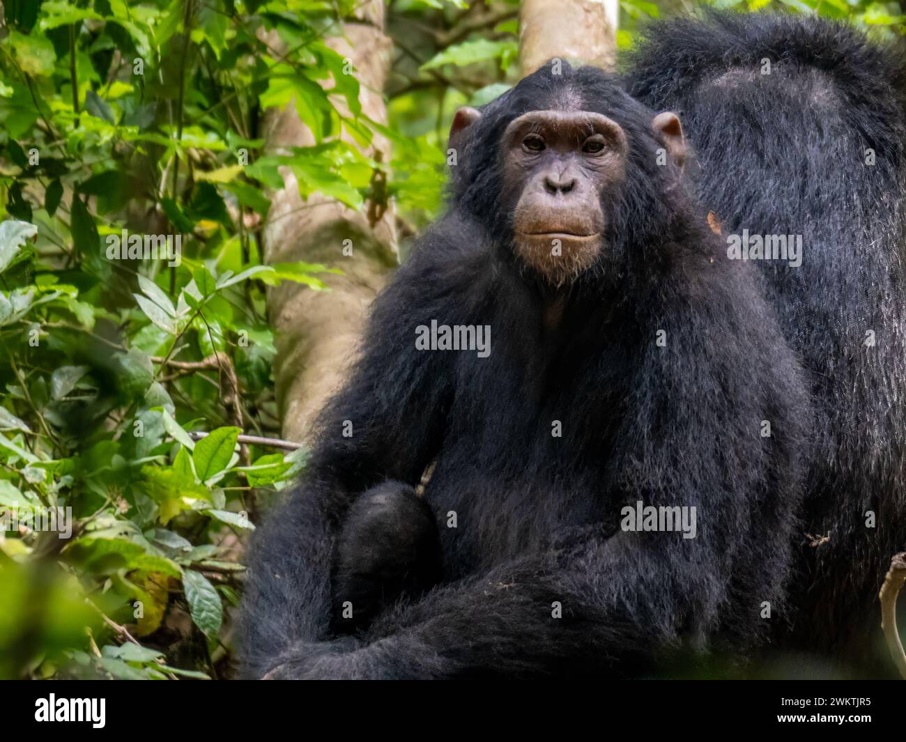 Chimpanzee in the Kyambura Gorge, in the eastern part of Queen ...