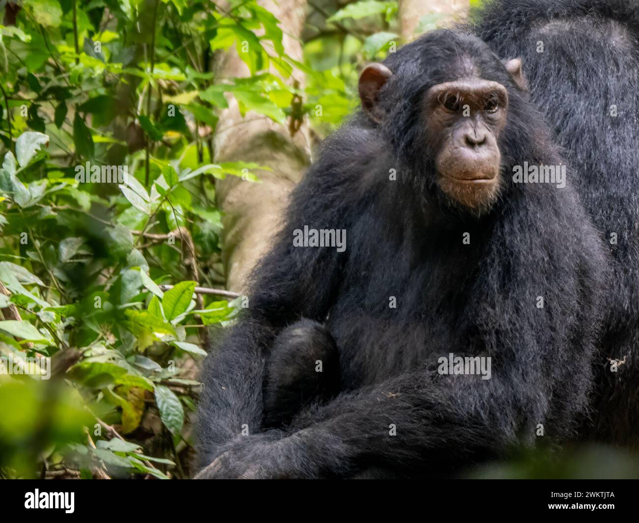 Chimpanzee in the Kyambura Gorge, in the eastern part of Queen ...