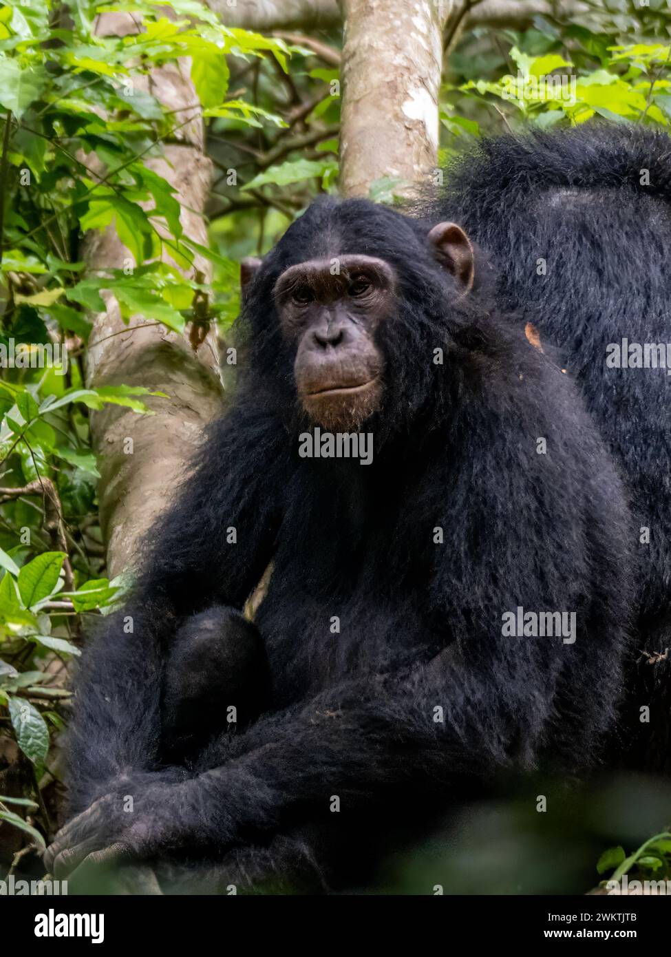 Chimpanzee in the Kyambura Gorge, in the eastern part of Queen ...