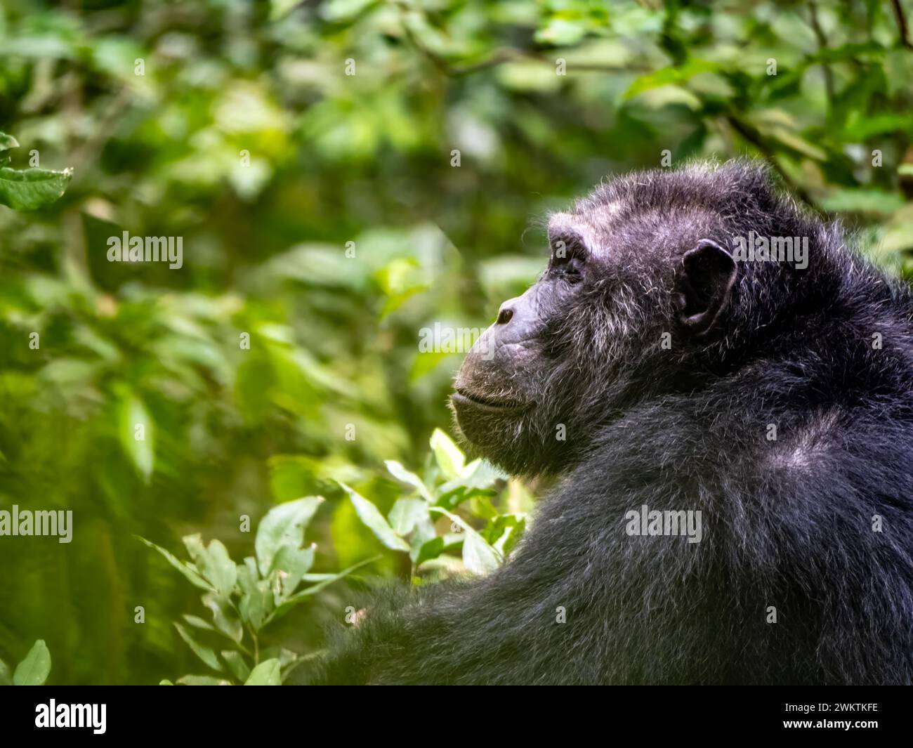 Chimpanzee in the Kyambura Gorge, in the eastern part of Queen ...
