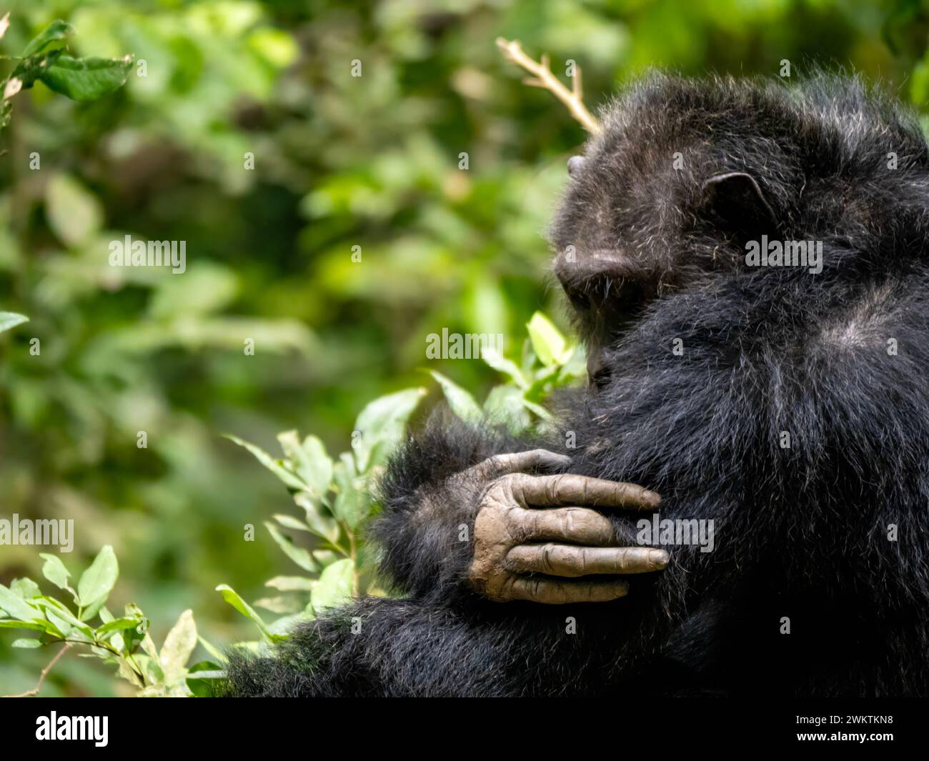 Chimpanzee in the Kyambura Gorge, in the eastern part of Queen ...