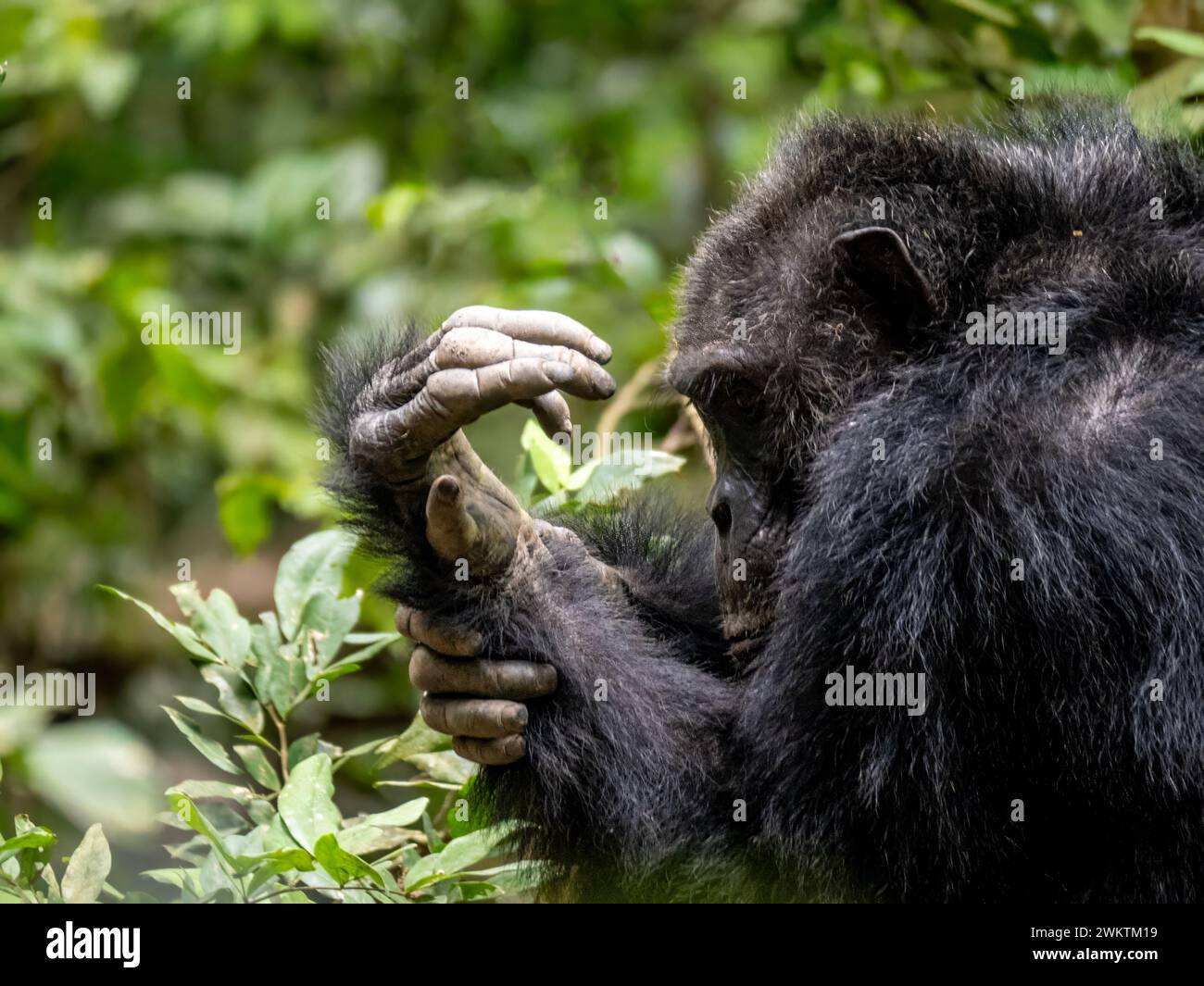 Chimpanzee in the Kyambura Gorge, in the eastern part of Queen ...