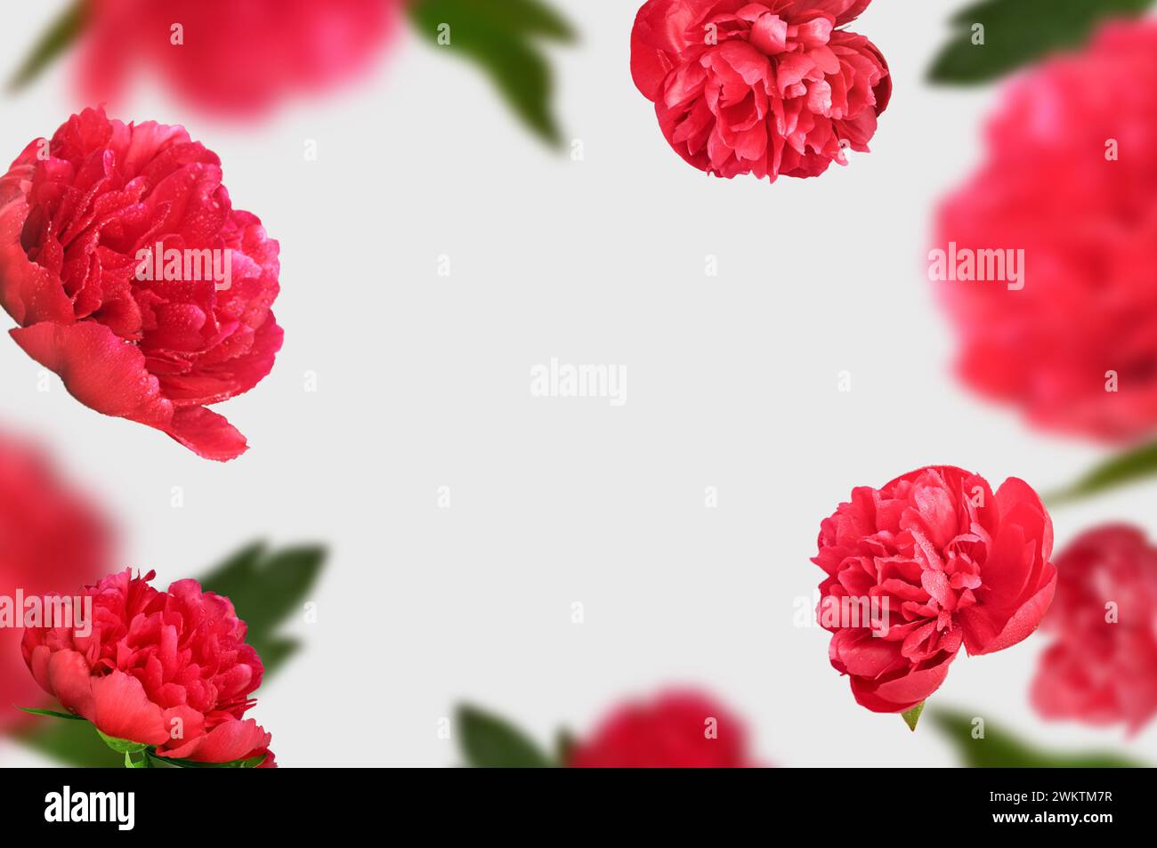 Flying peonies flowers light color background with copy space. Floral ...