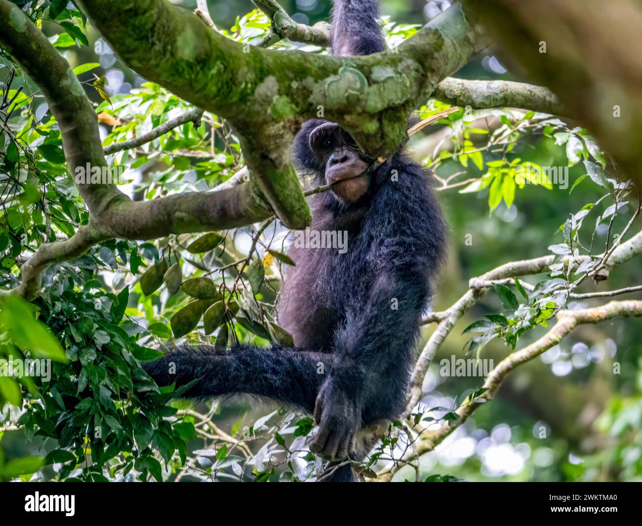 Chimpanzee in the Kyambura Gorge, in the eastern part of Queen ...