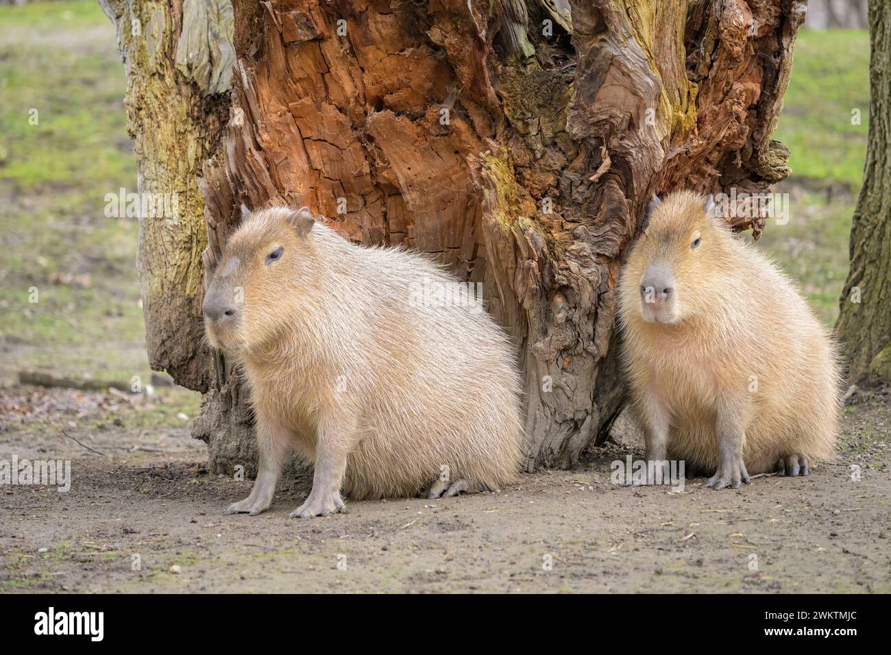 Portrait of a capivara sitting in a zoo, cloudy day in winter Stock ...