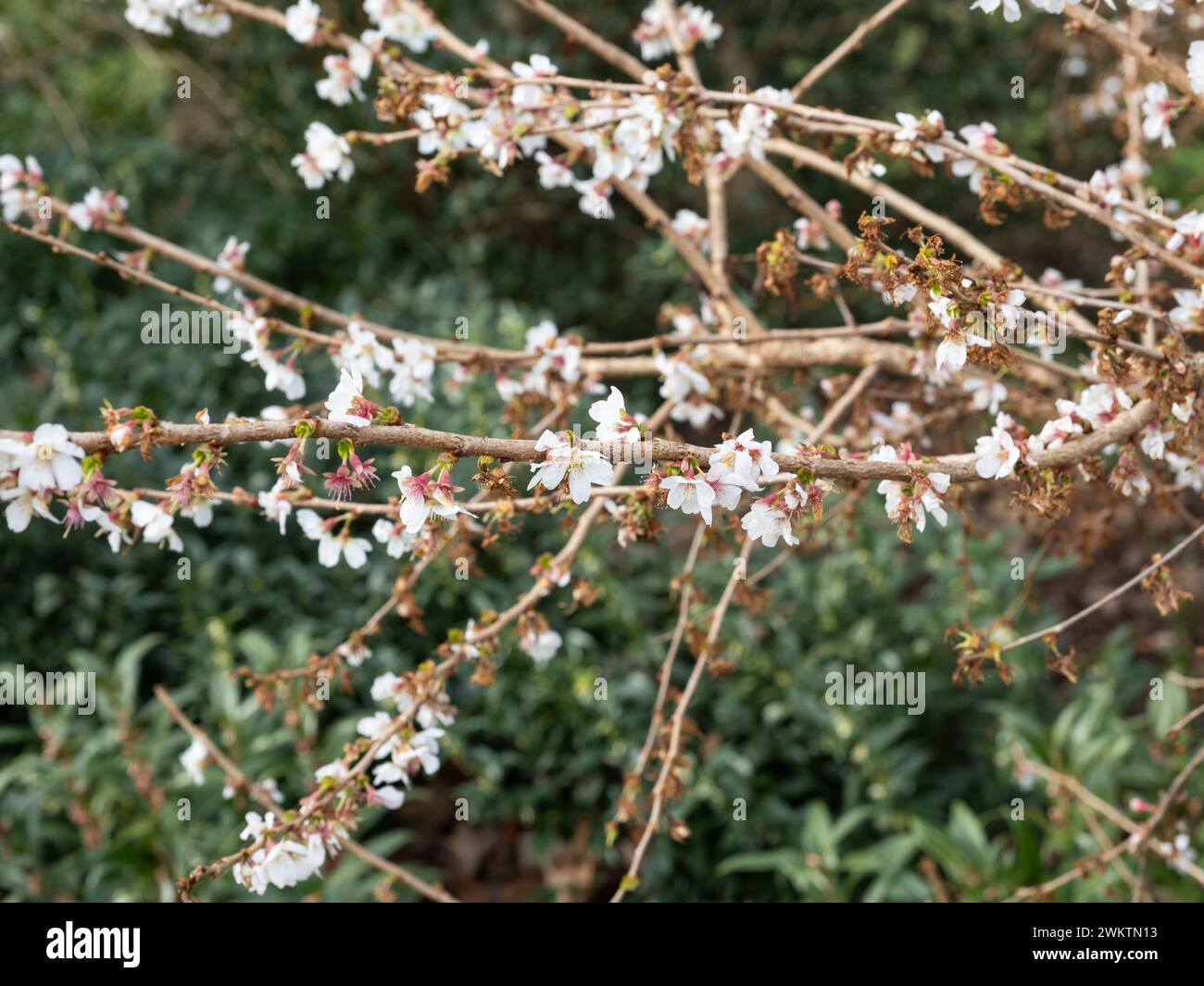 Prunus incisa the bride hi-res stock photography and images - Alamy