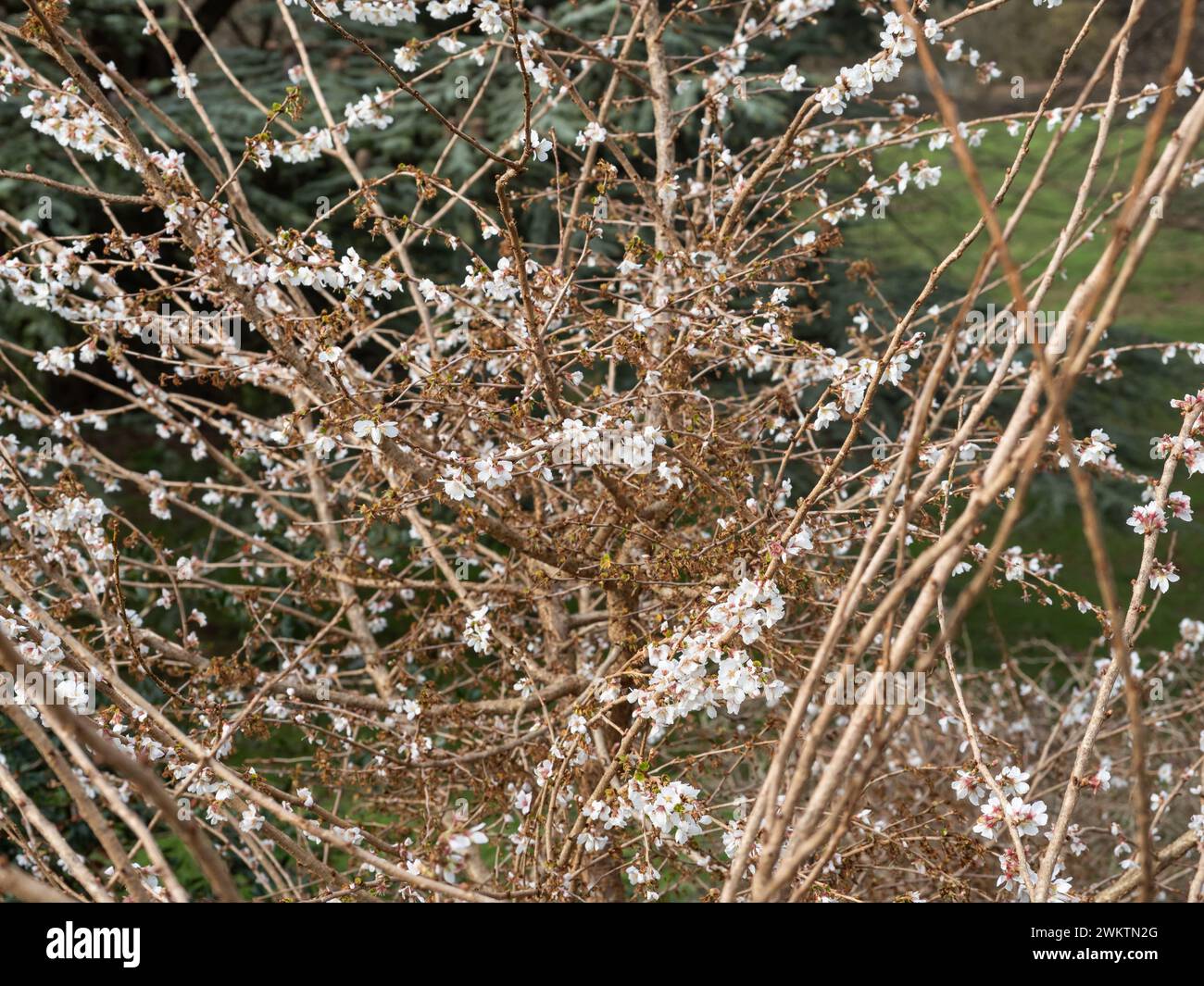 Prunus incisa the bride hi-res stock photography and images - Alamy
