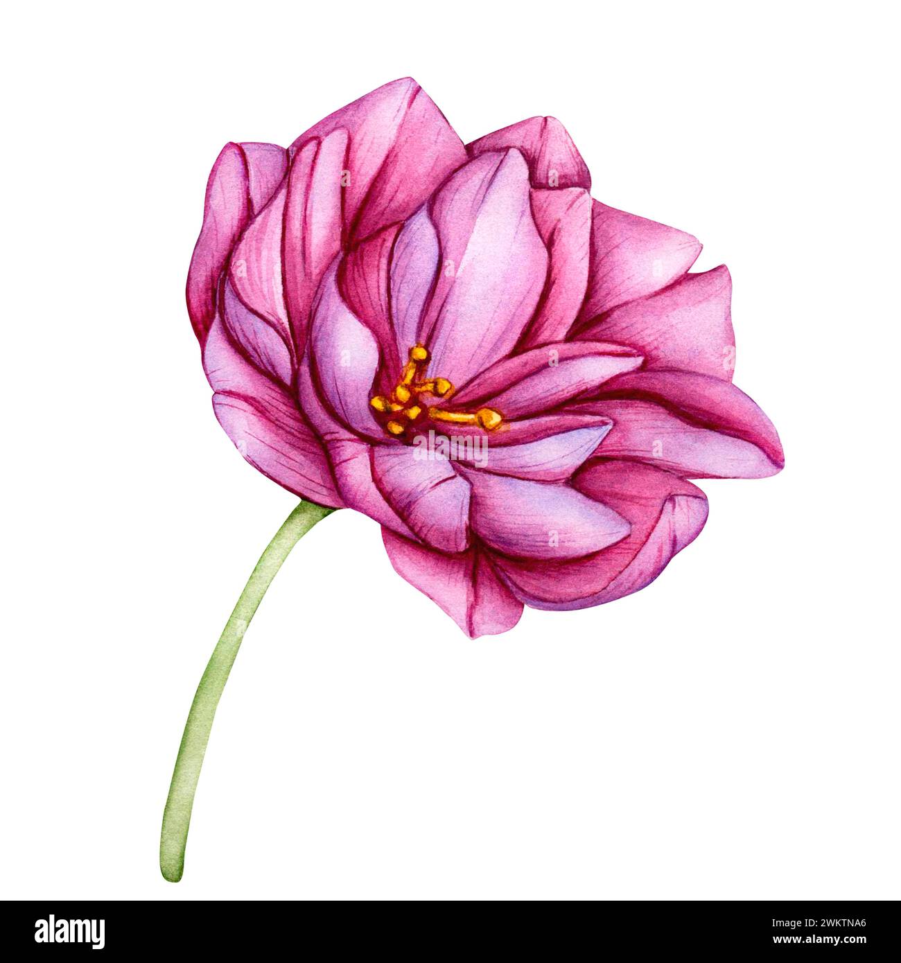 Watercolor illustration pink cherry blossom, sakura flower petals. Pink ...