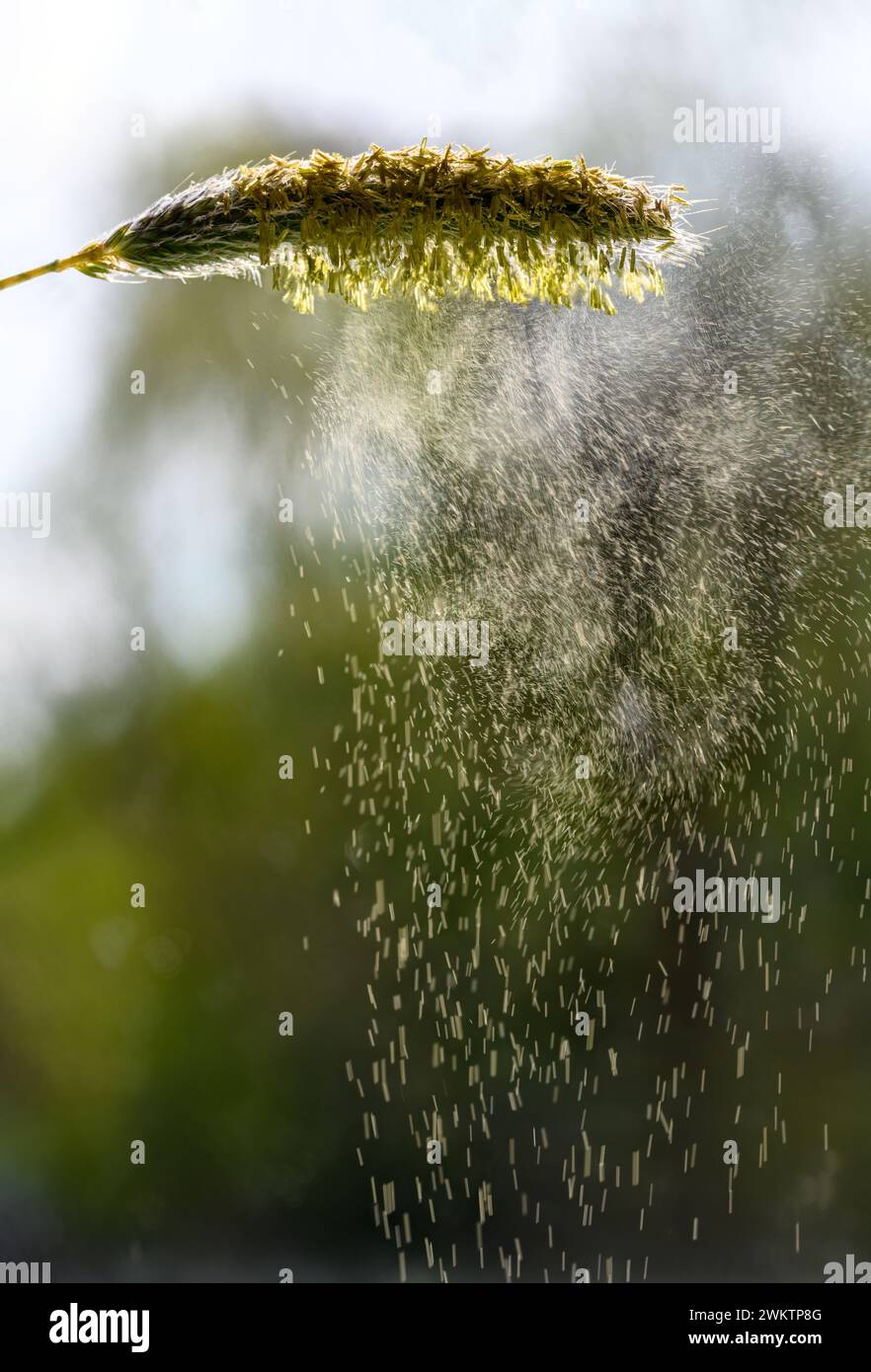Pollen count, Pollen flight from grass, Grass pollen flying away from ...