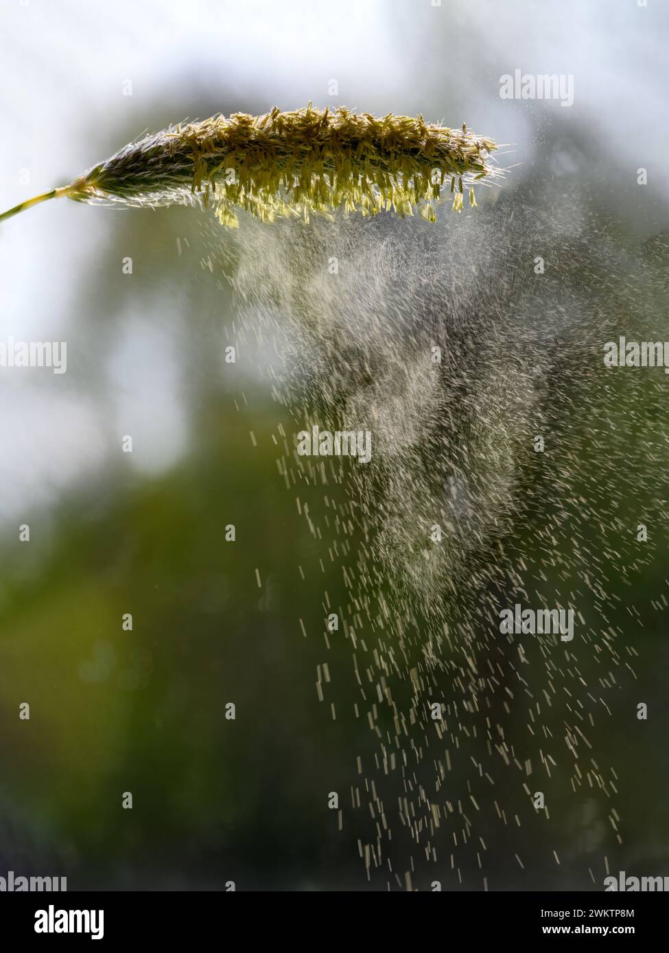 Grass Pollen Flight Cloud Of Pollen Drifting Away From Grass Grass Pollen Flight In Windy