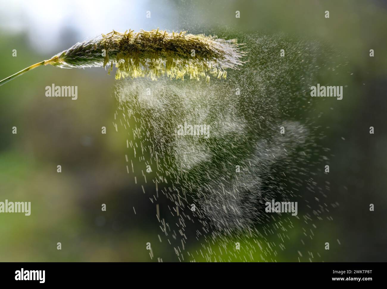 Pollen release phase hi-res stock photography and images - Alamy