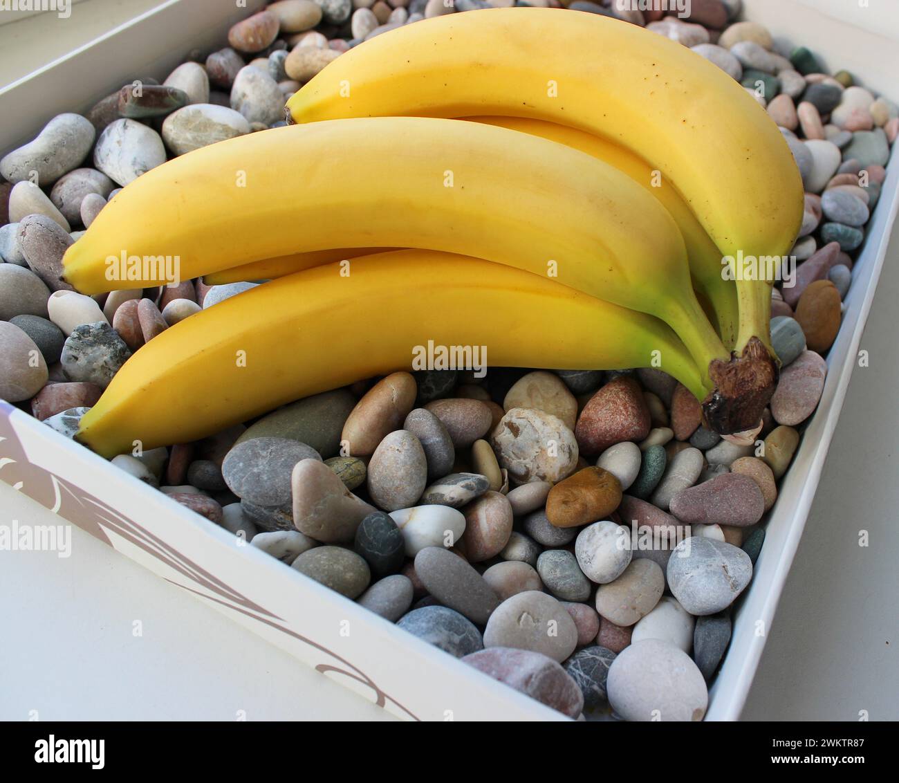 Whole Juicy Bunch Of Bananas In Flat Box With Smooth Pebbles Stock ...