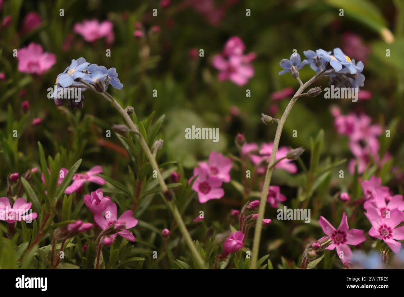 Blumen in meinem garten hi-res stock photography and images - Alamy