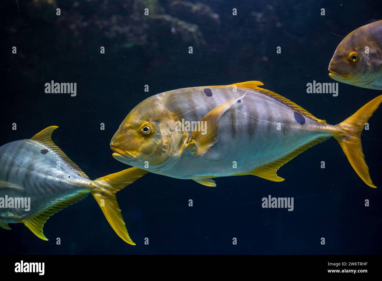 Golden Trevally, Golden Kingfish (Gnathanodon speciosus Stock Photo - Alamy