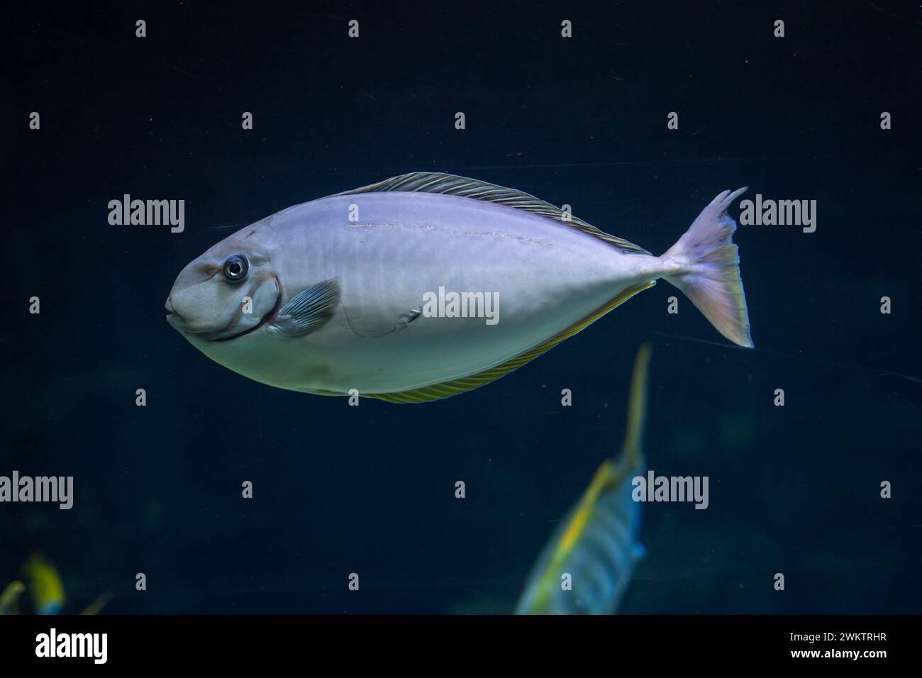 Surgeon fish (Naso hexacanthus Stock Photo - Alamy