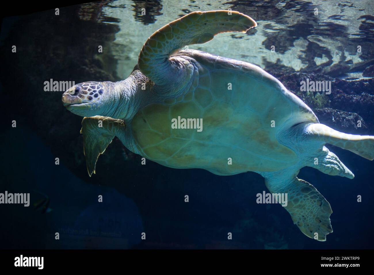Sea turtle pacific hi-res stock photography and images - Alamy