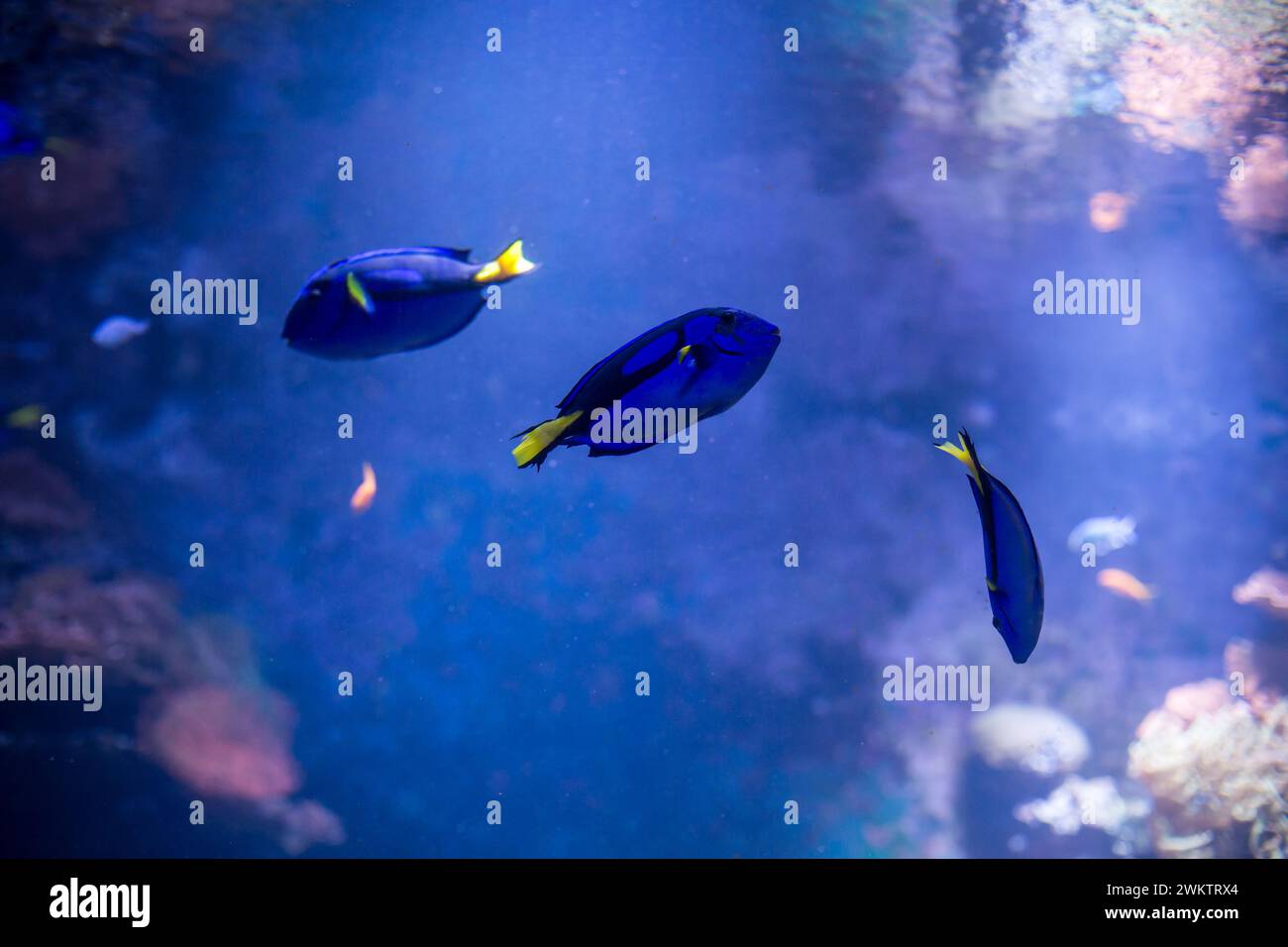 Blue Tang, Blue Surgeonfish (Paracanthurus hepatus Stock Photo - Alamy