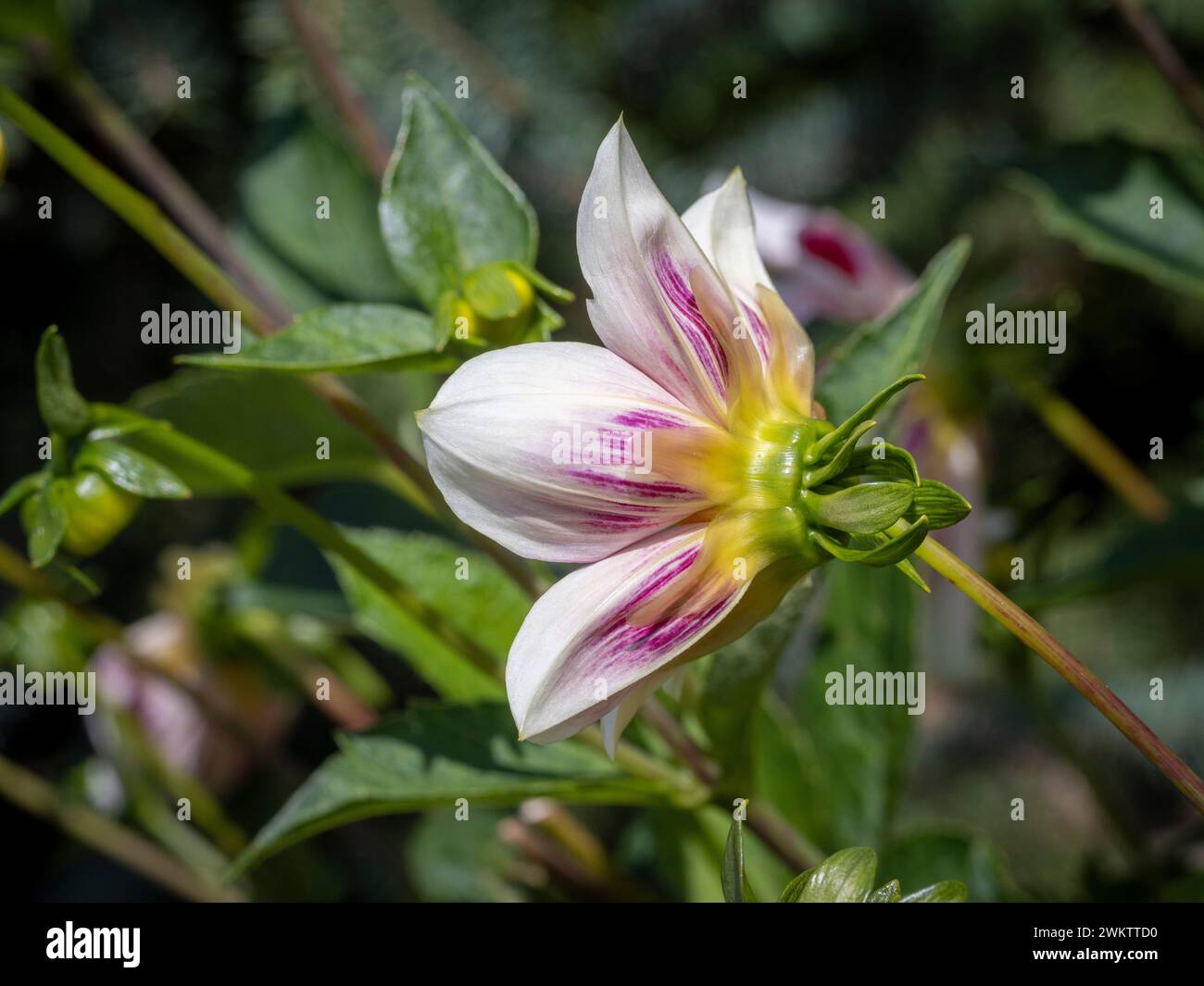 Dahlia bud hi-res stock photography and images - Alamy