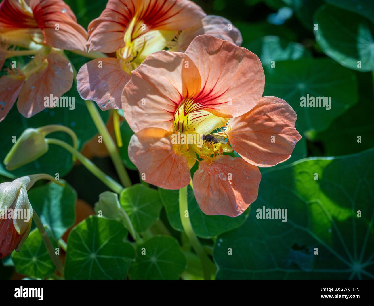 Salmon orange flowers hi-res stock photography and images - Alamy