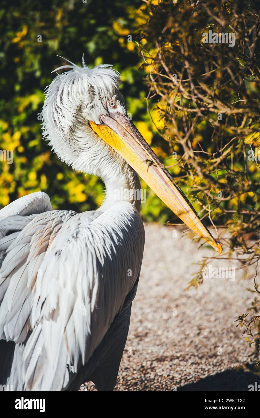 White pelican zoo garden hi-res stock photography and images - Alamy
