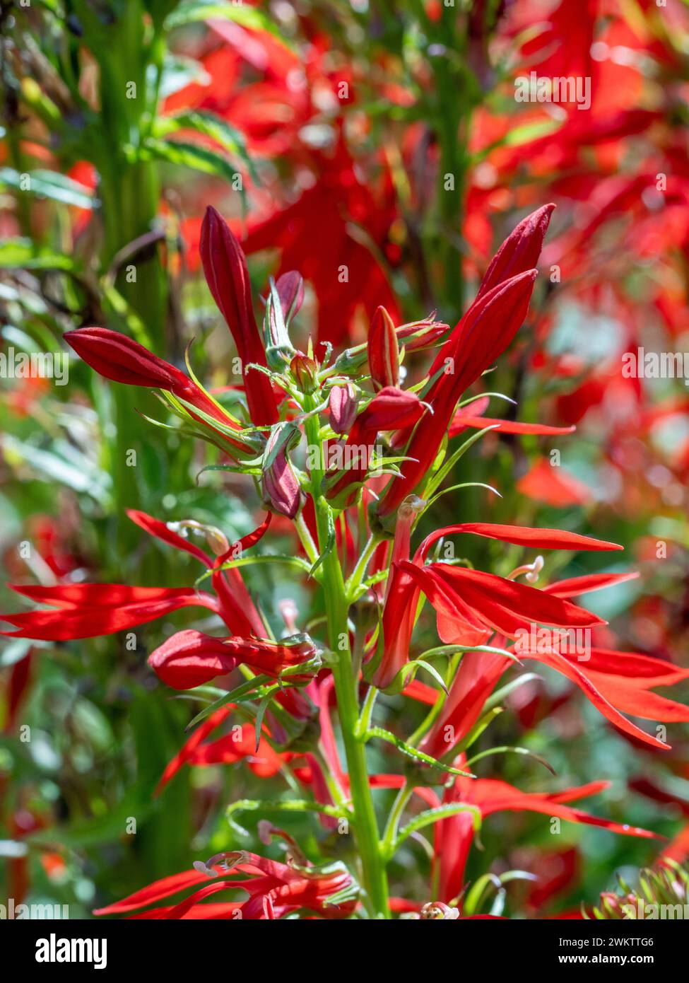 Red Cardinal flowers growing in a UK garden Stock Photo - Alamy