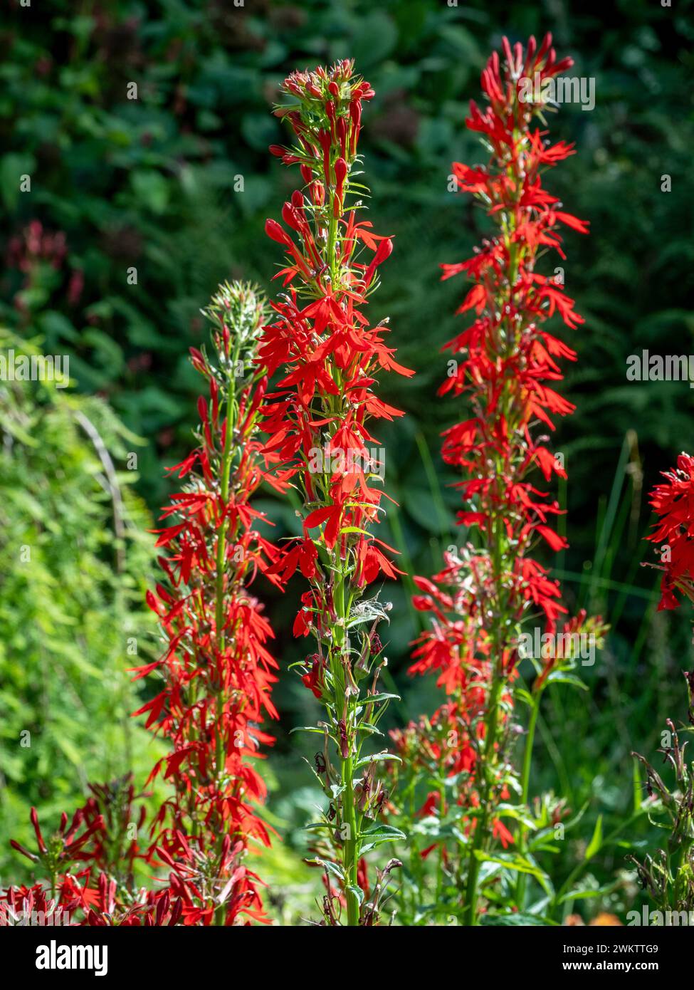 Red cardinal flowers hi-res stock photography and images - Alamy