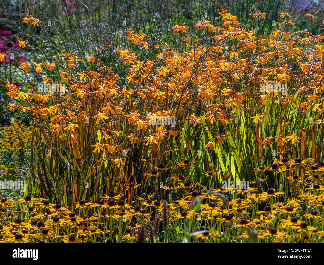 Crocosmia sunglow hi-res stock photography and images - Alamy