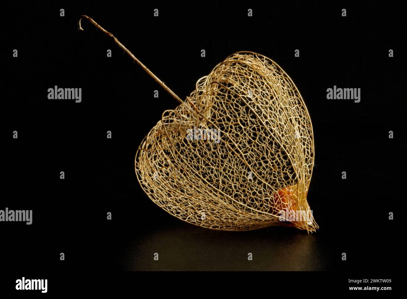 Flower of Bladder cherry in early spring, showing a delicately ...