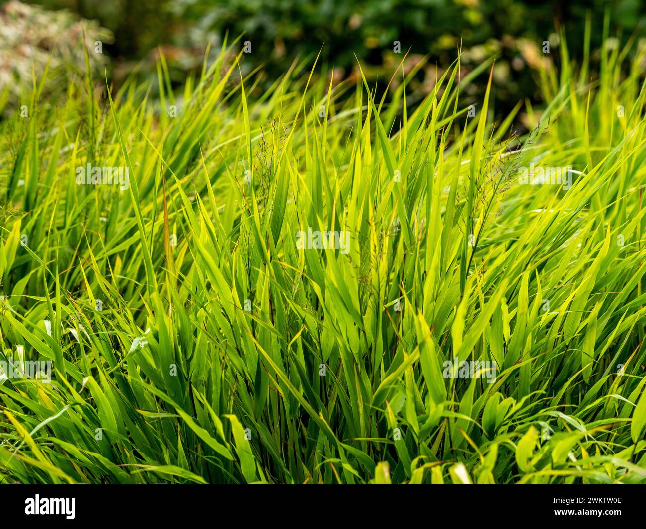 Lush summer grass hi-res stock photography and images - Alamy