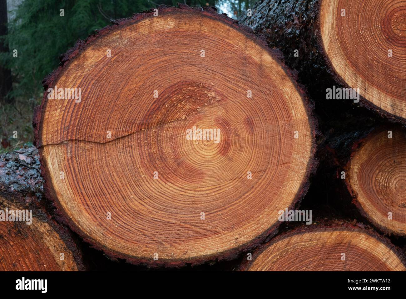 Cross section of the sawn trunk of a spruce tree, showing annual rings ...