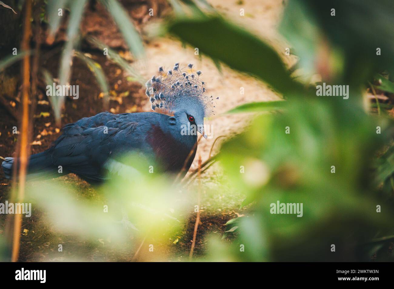 Victoria Crowned Pigeon (Goura victoria Stock Photo - Alamy