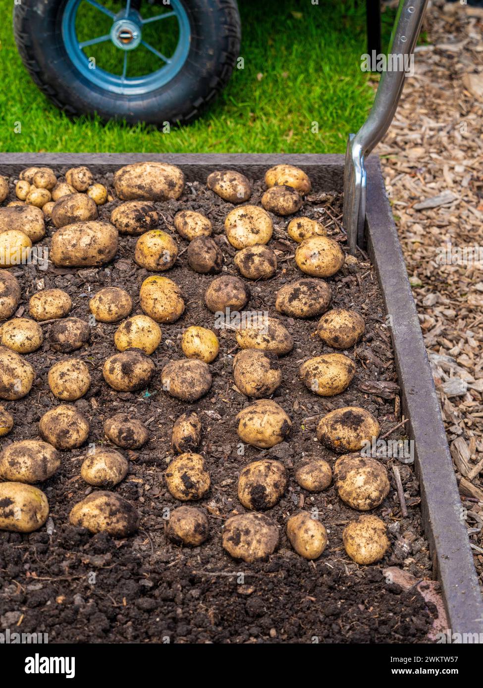 Freshly dug-up potatoes curing on the soil before storage Stock Photo ...