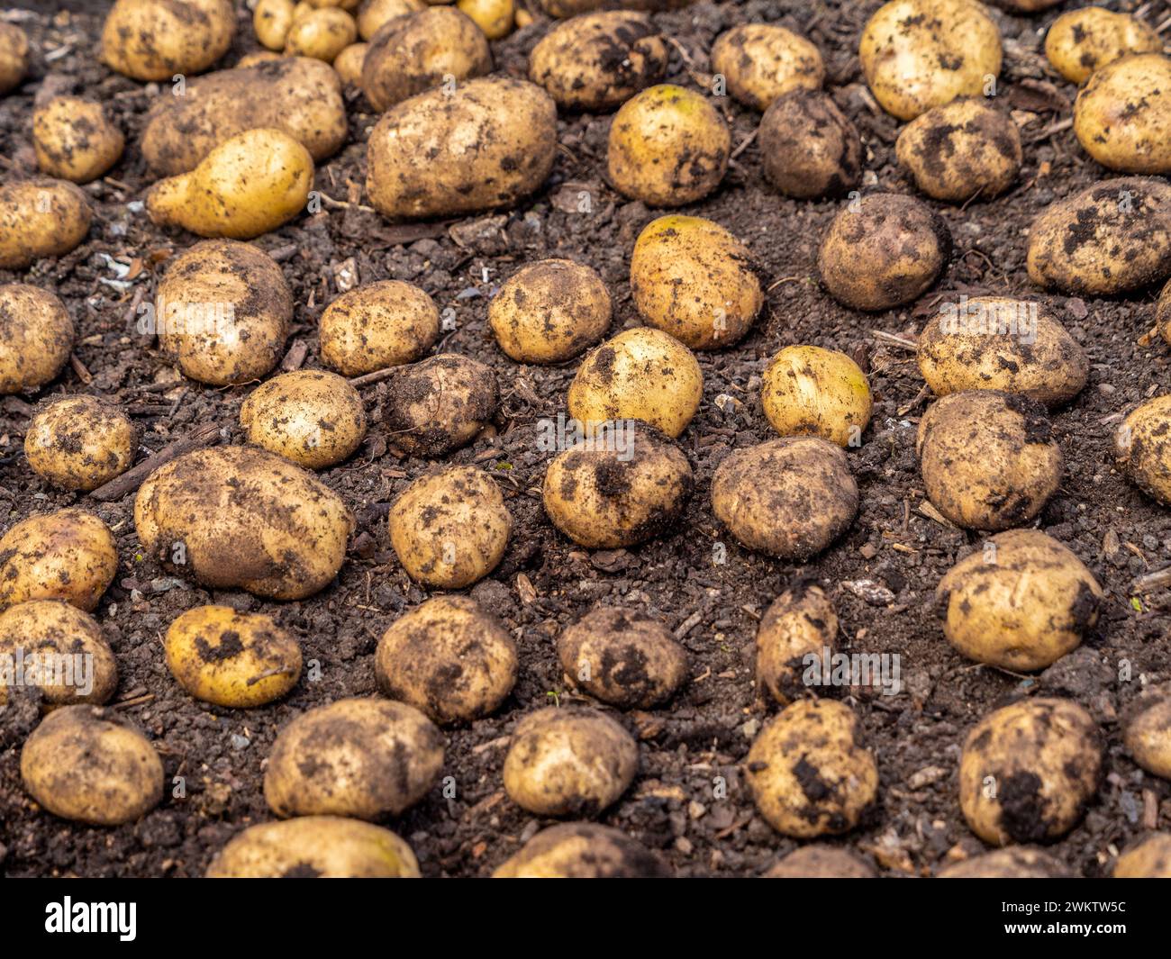 Freshly dug-up potatoes curing on the soil before storage Stock Photo ...