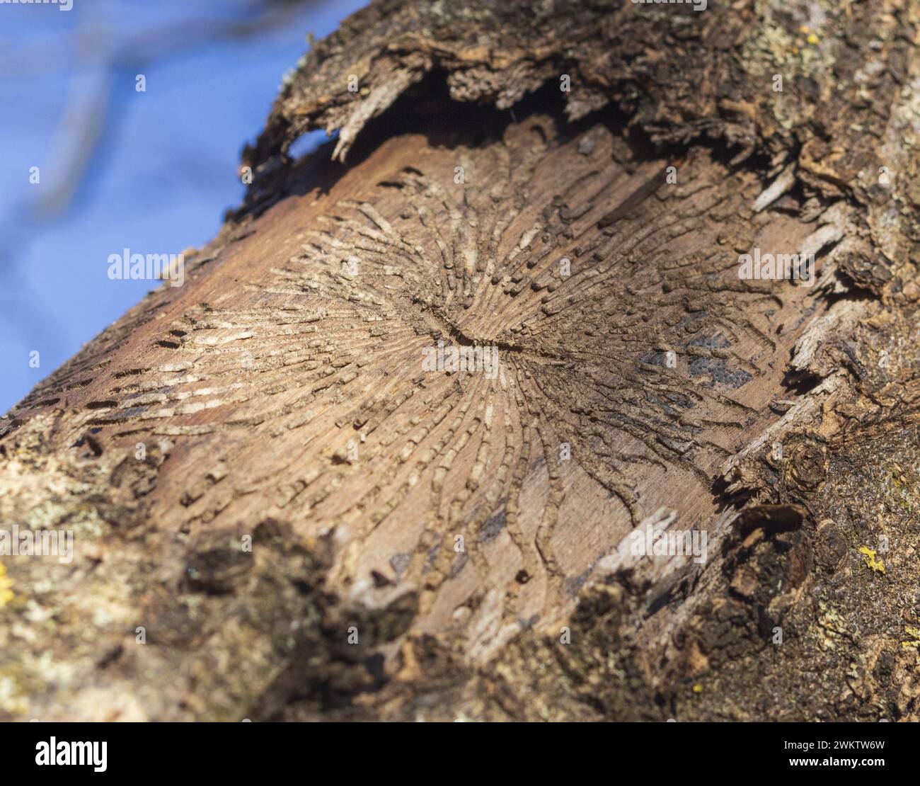 Ash bark beetle leperisinus varius hi-res stock photography and images ...
