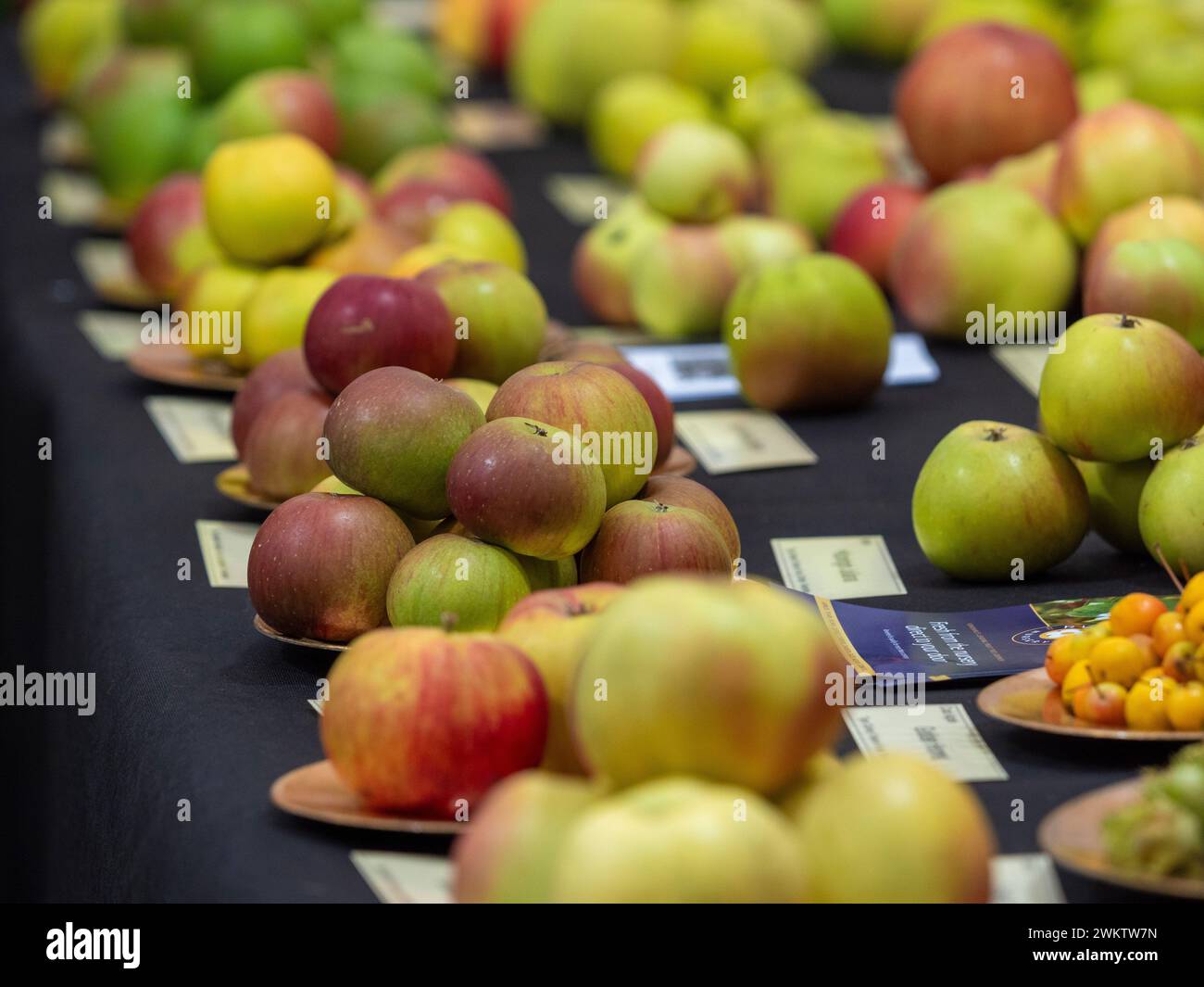 Vegetable growing competition hi-res stock photography and images - Alamy Vegetable growing competition hi-res stock photography and images - Alamy
