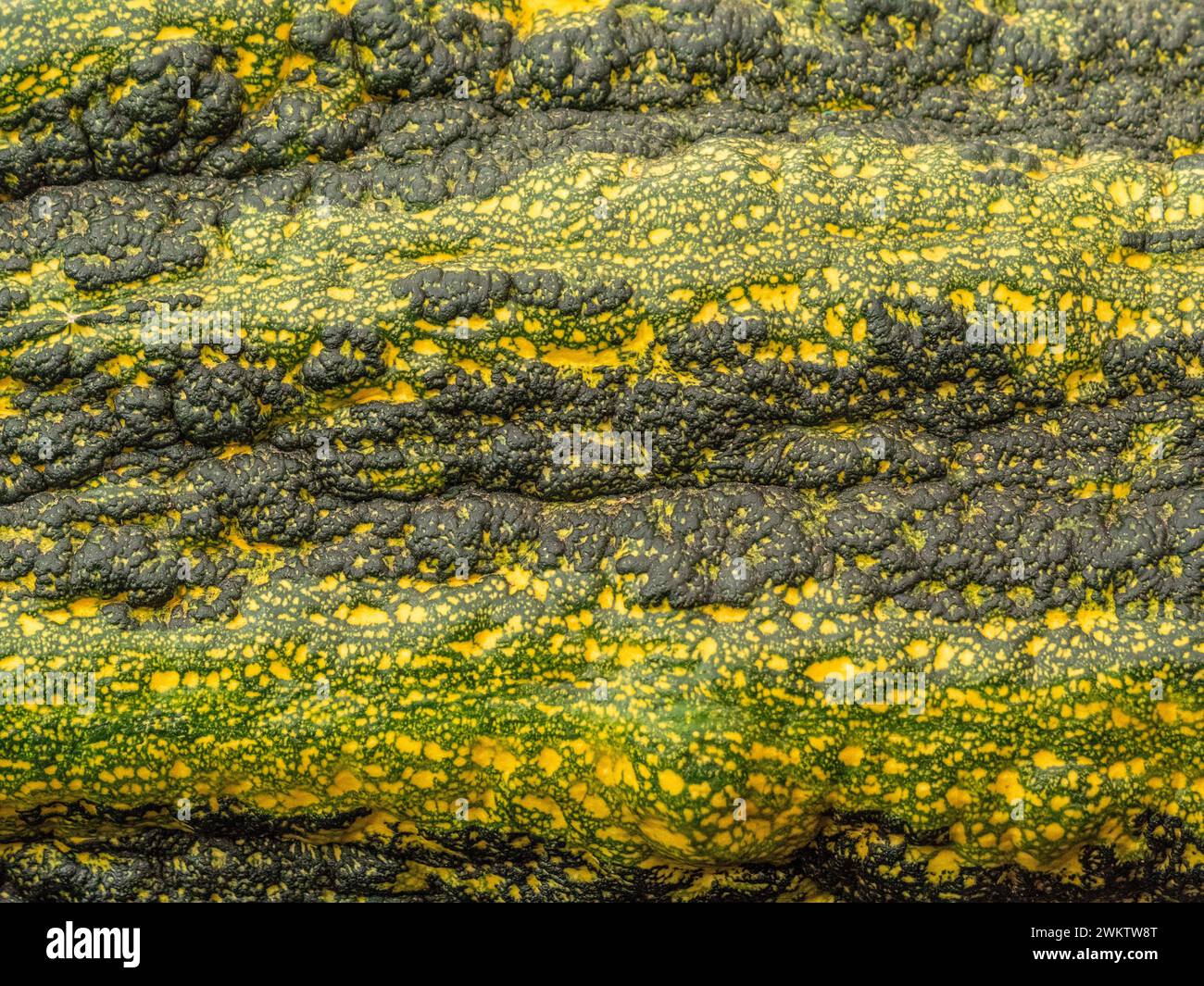 Yellow marrow hi-res stock photography and images - Alamy
