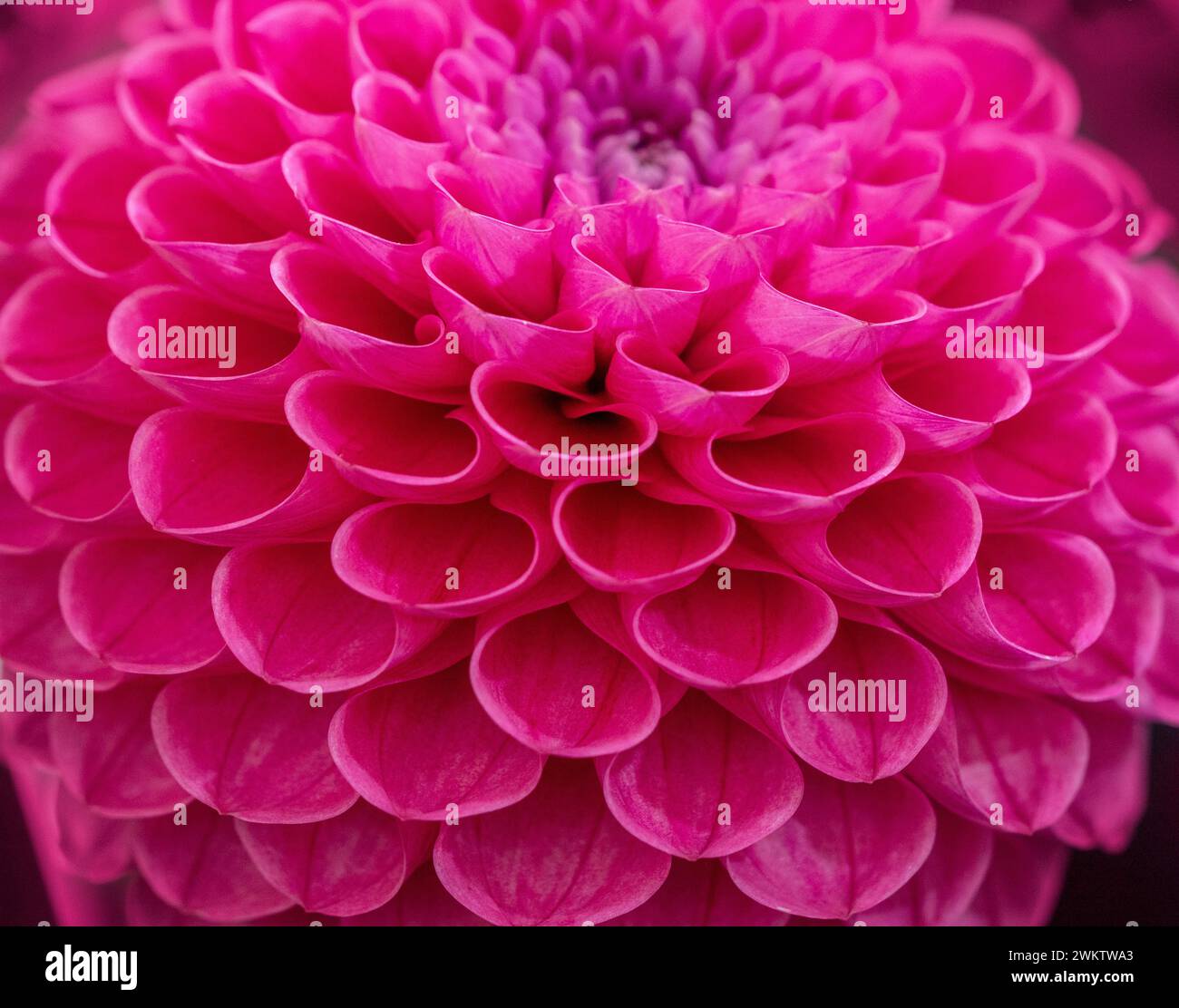 Close-up abstract of dark pine petals of Dahlia 'Franz Kafka' on ...