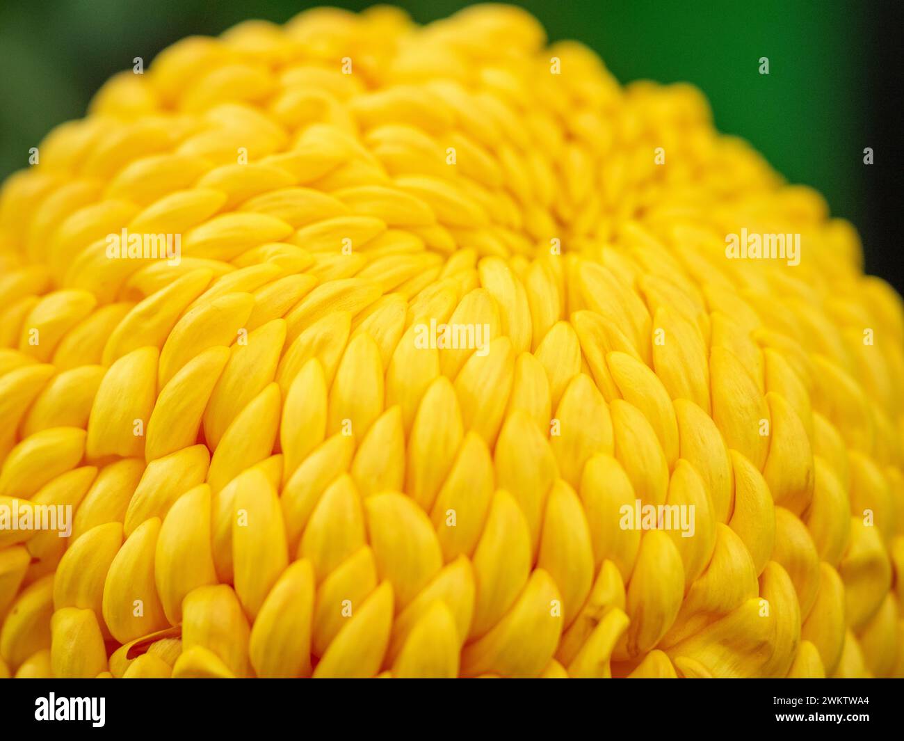 Chrysanthemum peter rowe hi-res stock photography and images - Alamy