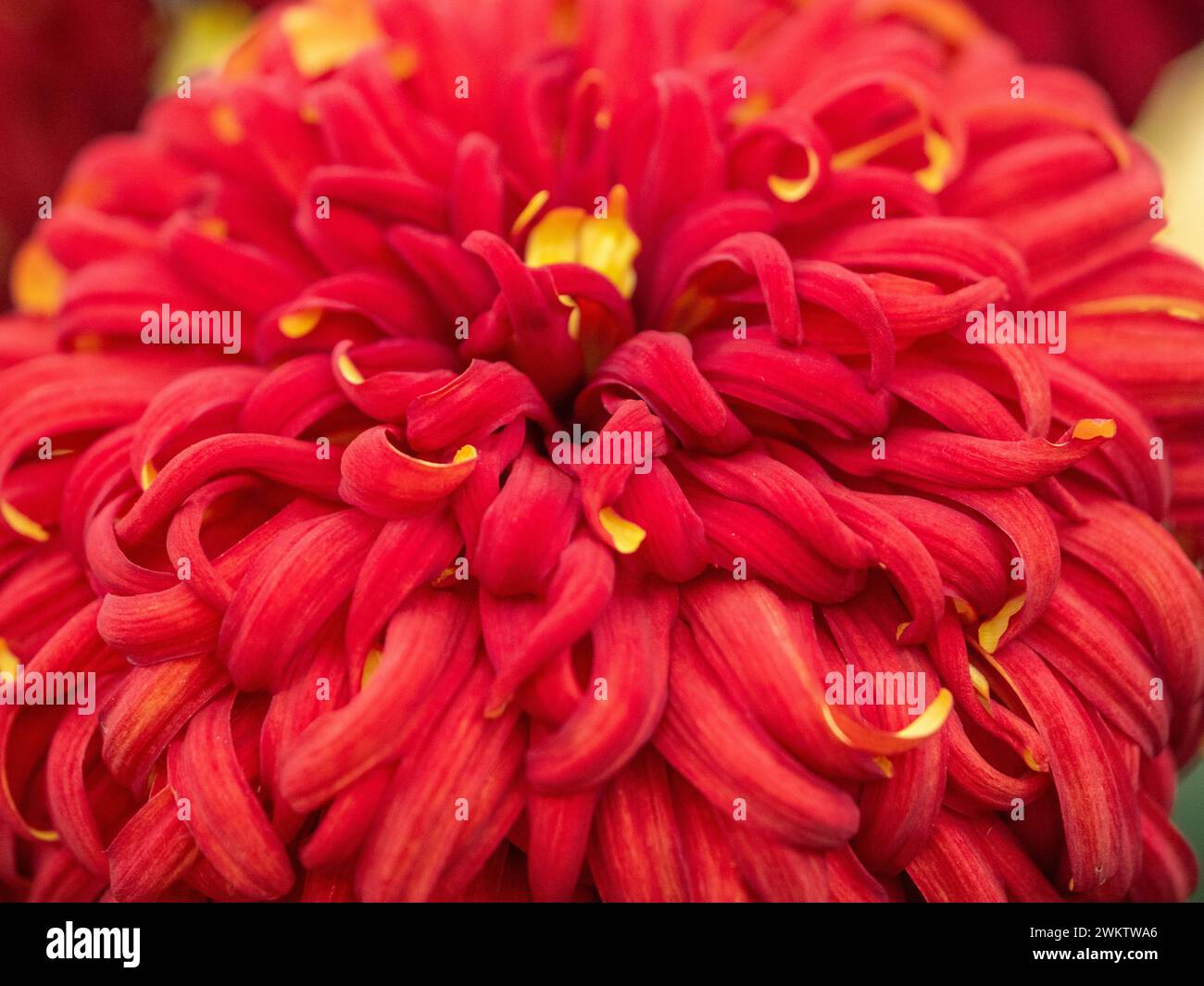 Reflex bloo hi-res stock photography and images - Alamy