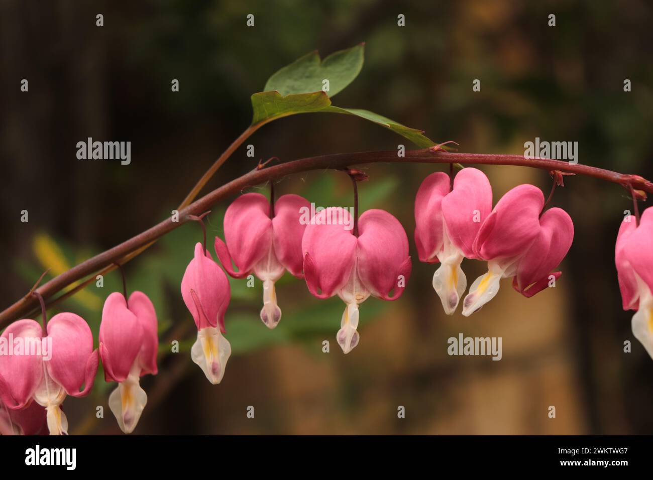 Blumen hi-res stock photography and images - Alamy
